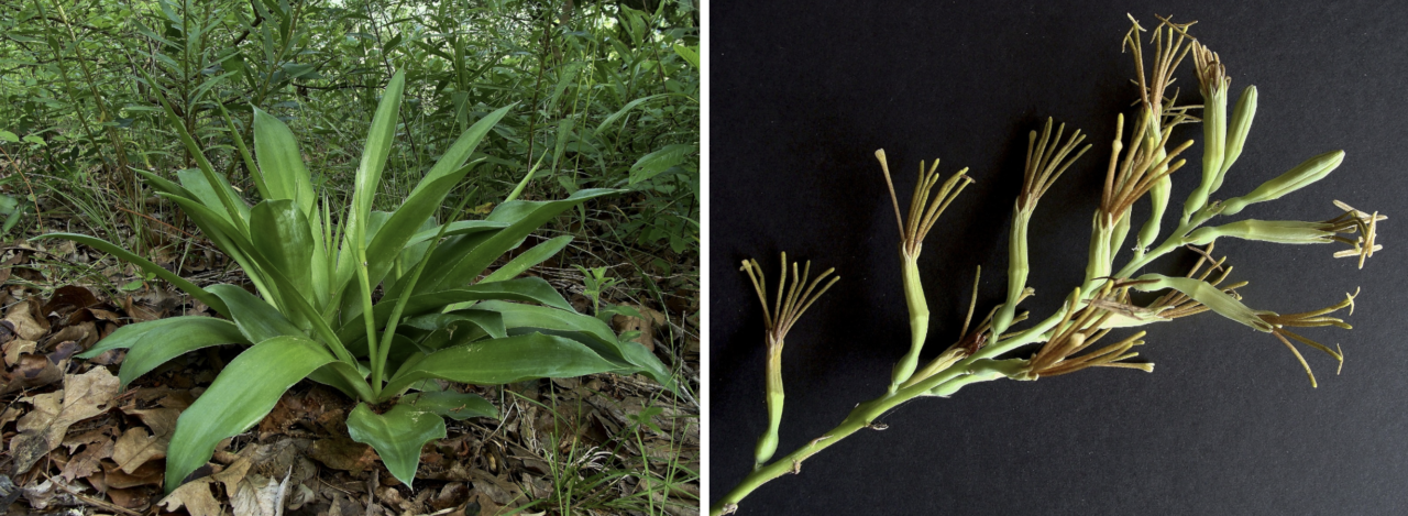 False Aloe | Land-Grant Brewing Company