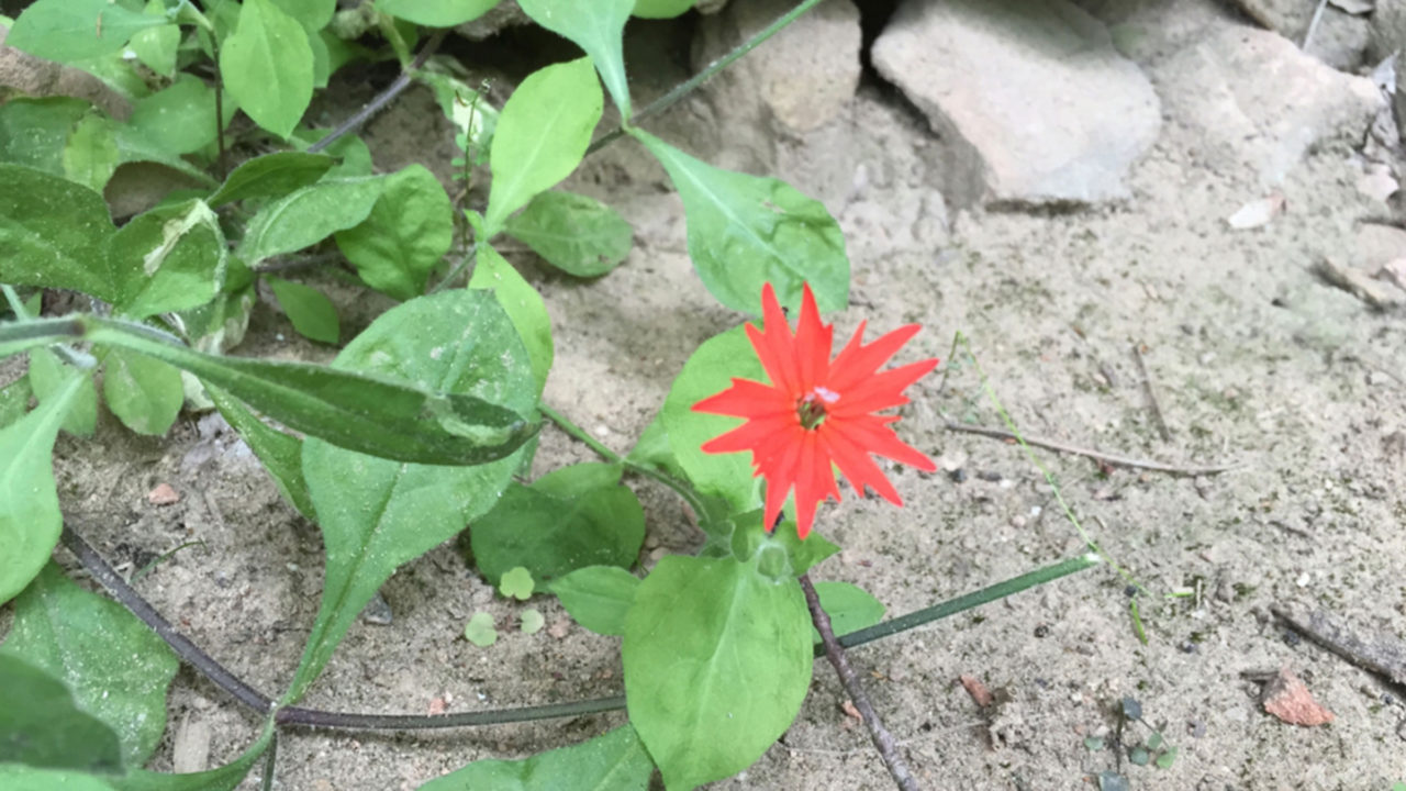 Roundleaf Catchfly | Land-Grant Brewing Company