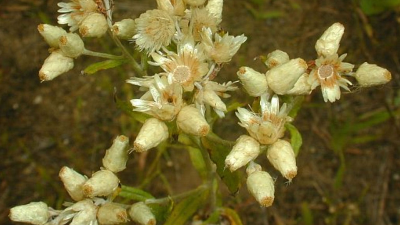 Sweet Everlasting | Land-Grant Brewing Company